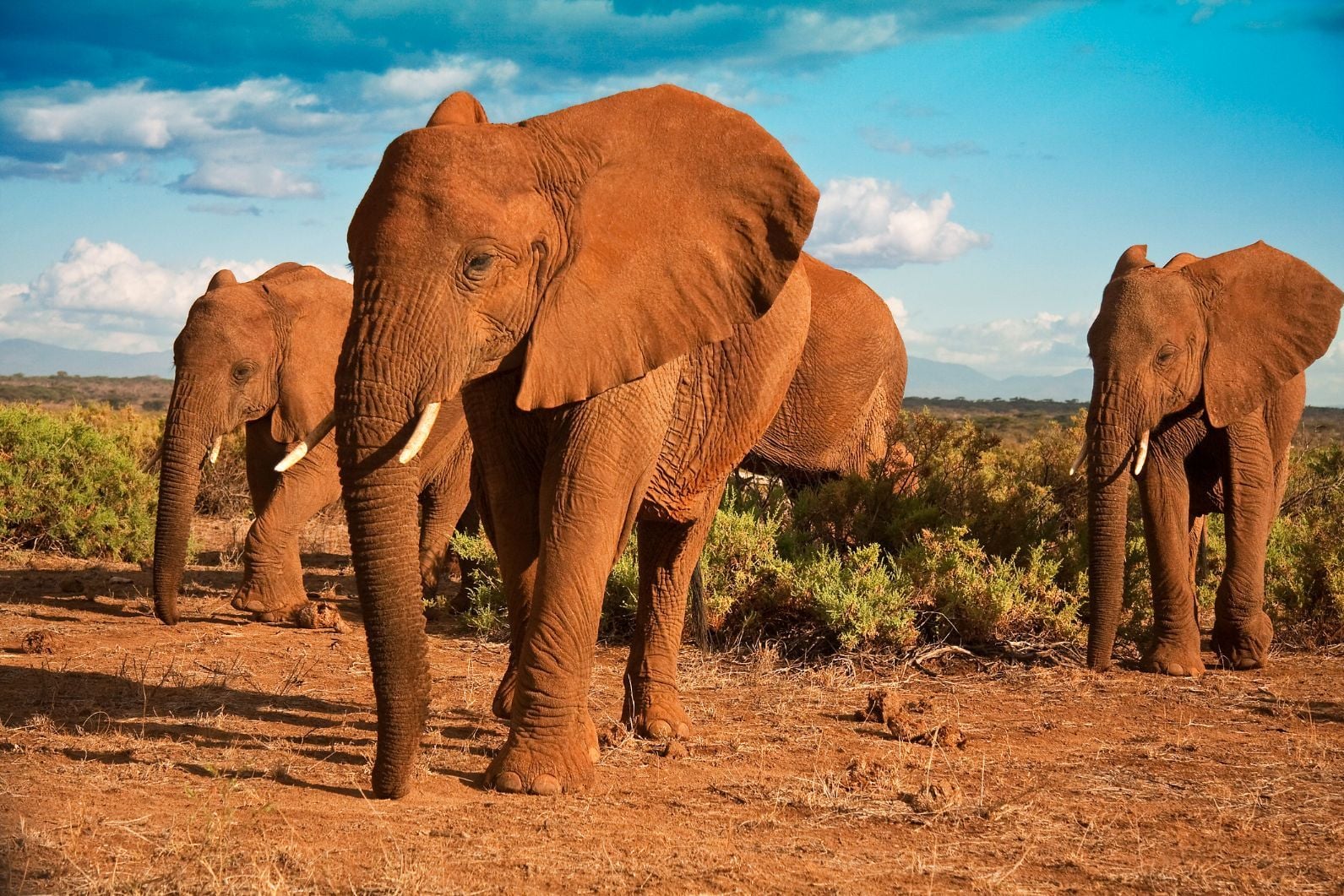 Melanistic Elephant