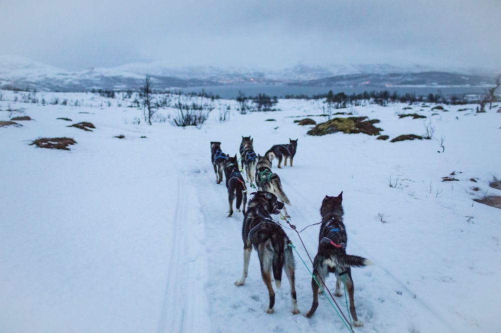 Inside The Arctic Dog-Sledding Adventure Inspiring Change in Norway