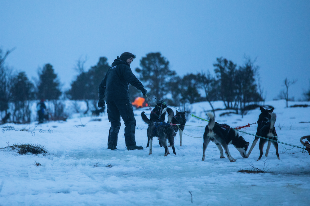 Inside The Arctic Dog-Sledding Adventure Inspiring Change in Norway