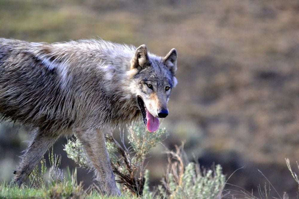 Yellowstone Rewilding: How the Rewilding of Wolves Saved Yellowstone