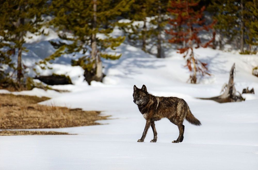 Yellowstone Rewilding: How the Rewilding of Wolves Saved Yellowstone