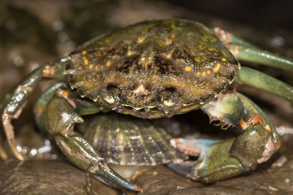 Inside Scotland’s Network of Scenic Snorkel Trails