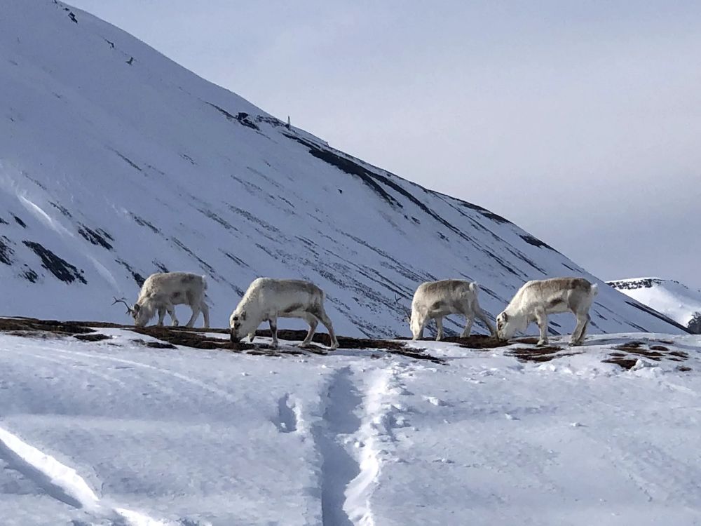 Wildlife in Norway: Your Guide to Wildlife Watching in Norway