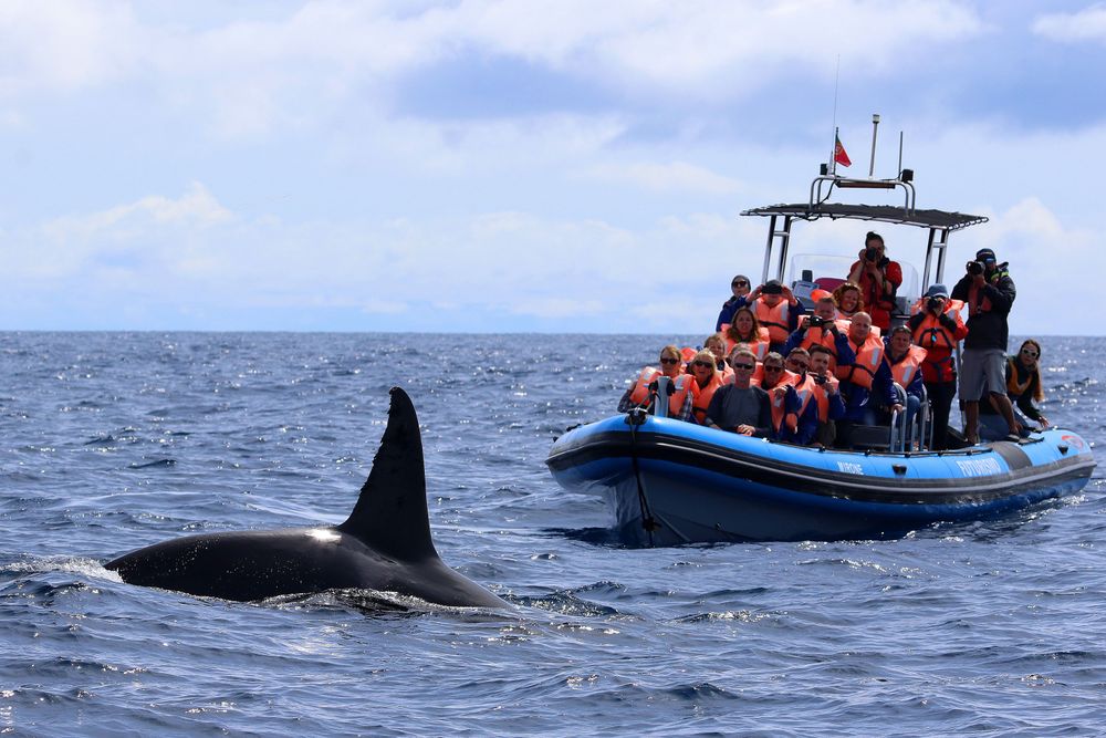 From Whale Hunting to Whale Watching in the Azores