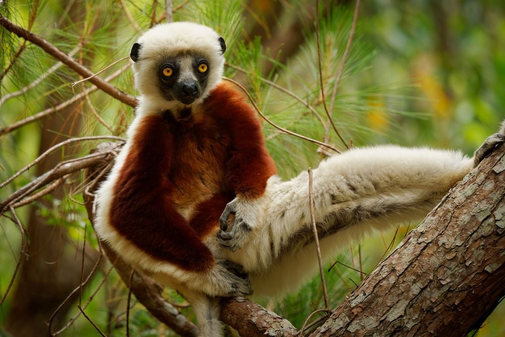 The Community Reserve in Madagascar Where Locals and Lemurs Thrive