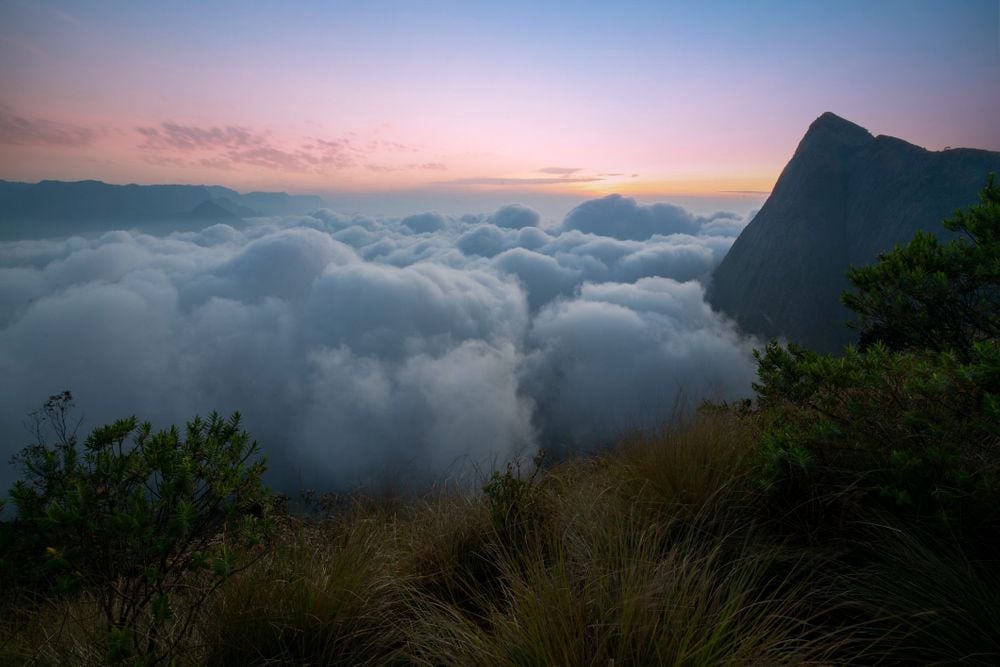 From Tea Growing to Eco Tourism in Munnar: An Ecological History