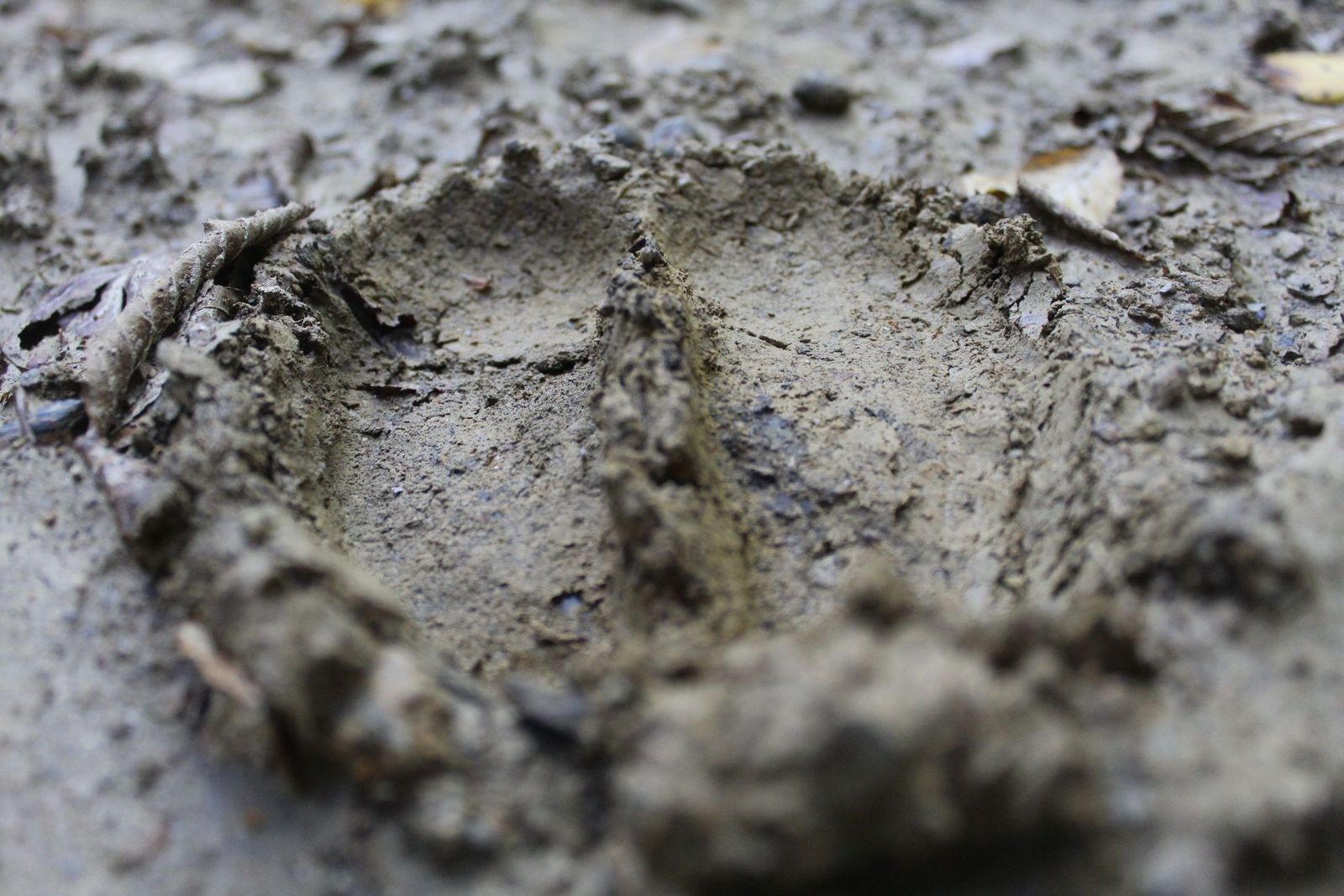 How Wild Bison Are Transforming the Southern Carpathian Mountains