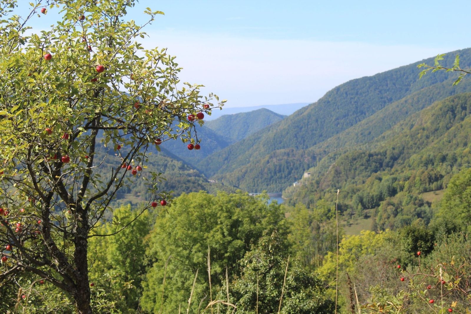 How Wild Bison Are Transforming the Southern Carpathian Mountains