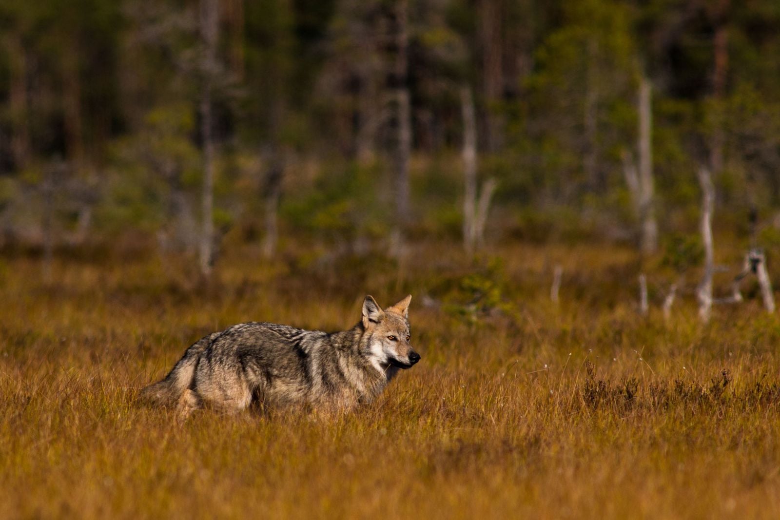 The Wolf Forests of Sweden Threatened by Onshore Wind Farms