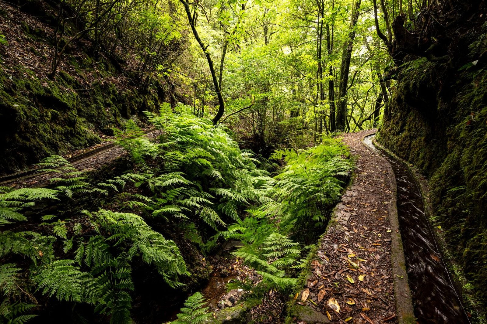 10 of the Best Levada Walks in Madeira