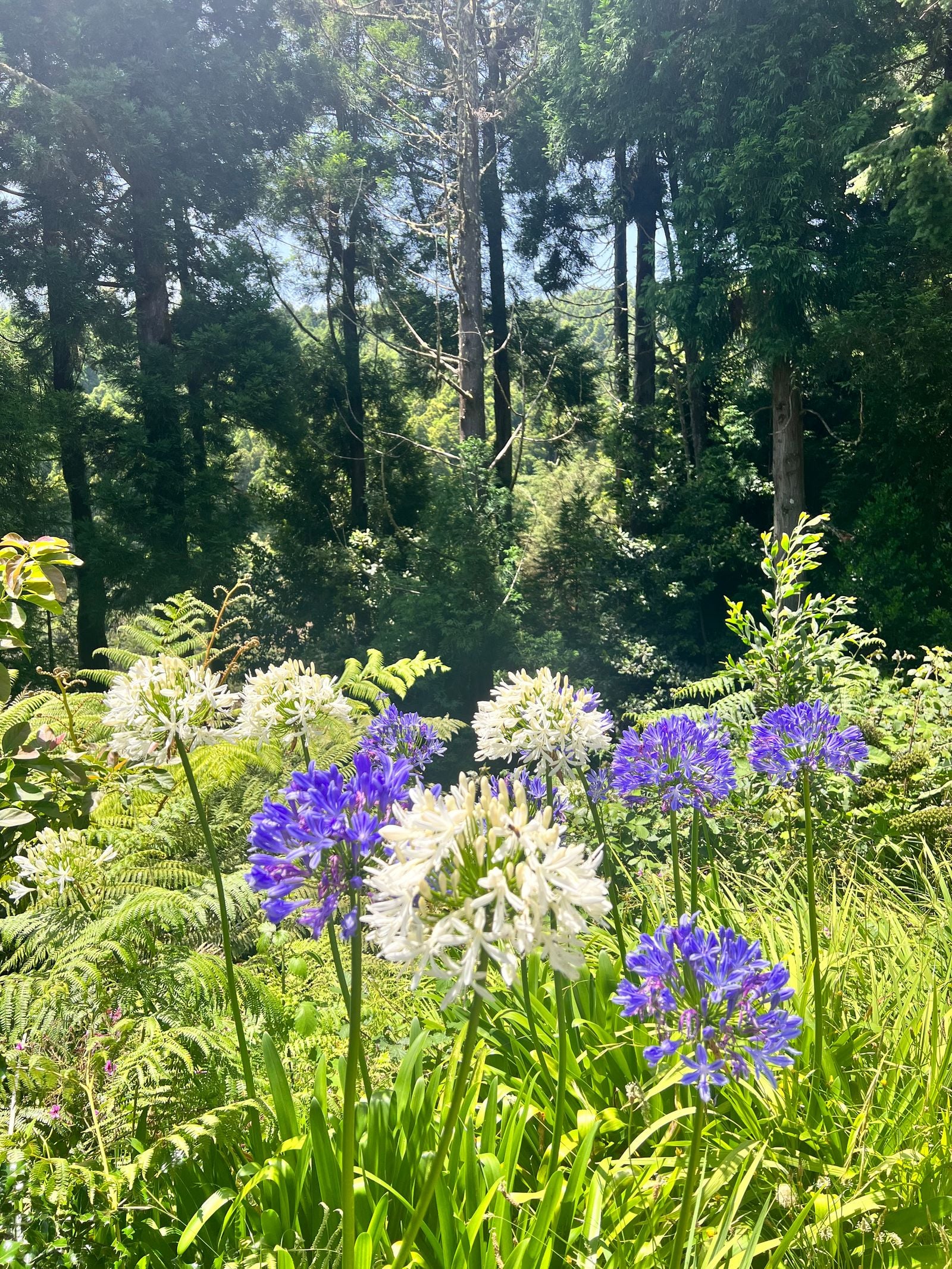 Hiking in Madeira: Traversing this Wild Atlantic Island