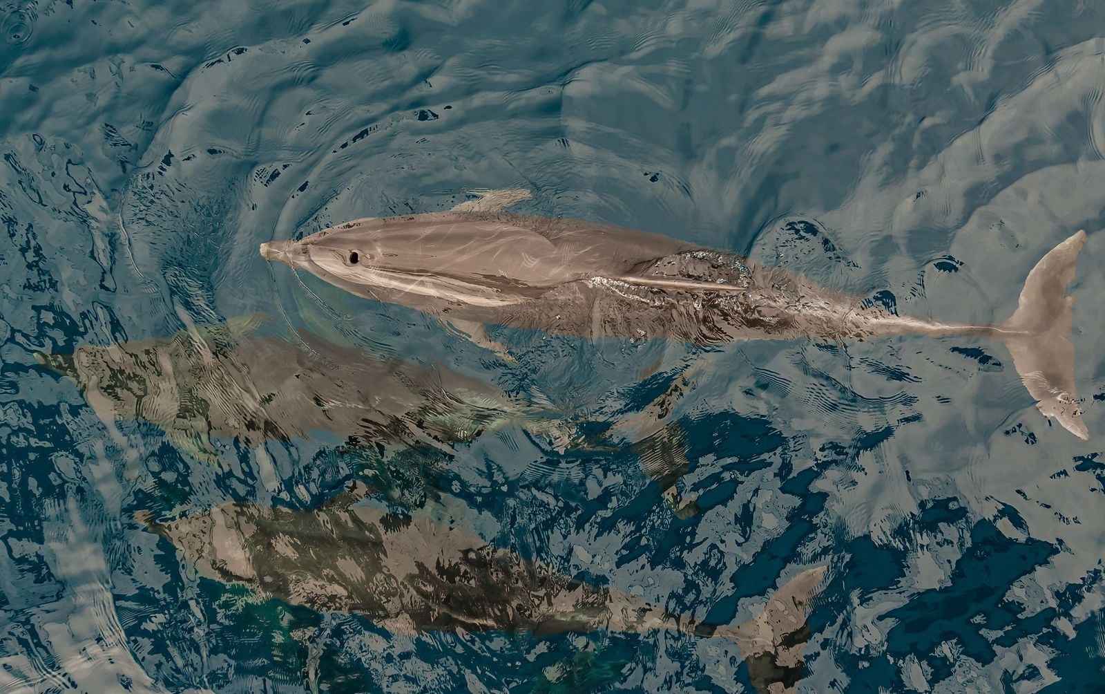 A Wildlife Guide to the Galapagos Islands