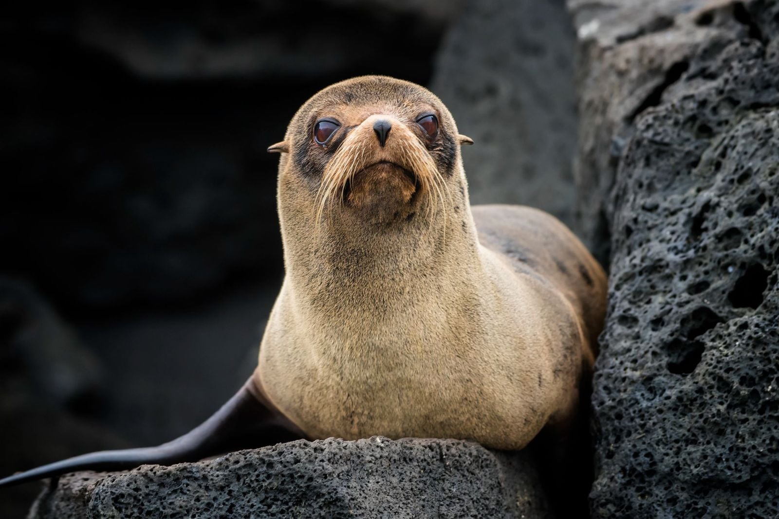 A Wildlife Guide to the Galapagos Islands