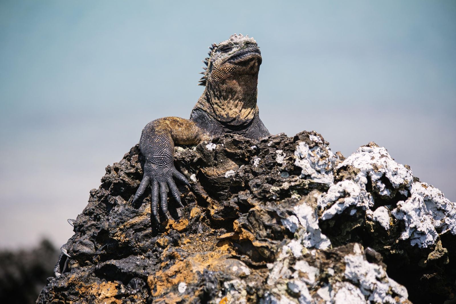 11 of the Best Things to Do on the Galapagos Islands