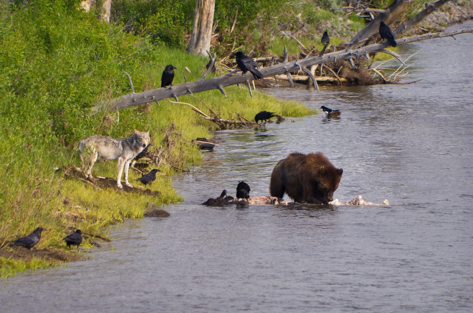 10 of the Best Day Hikes in Yellowstone