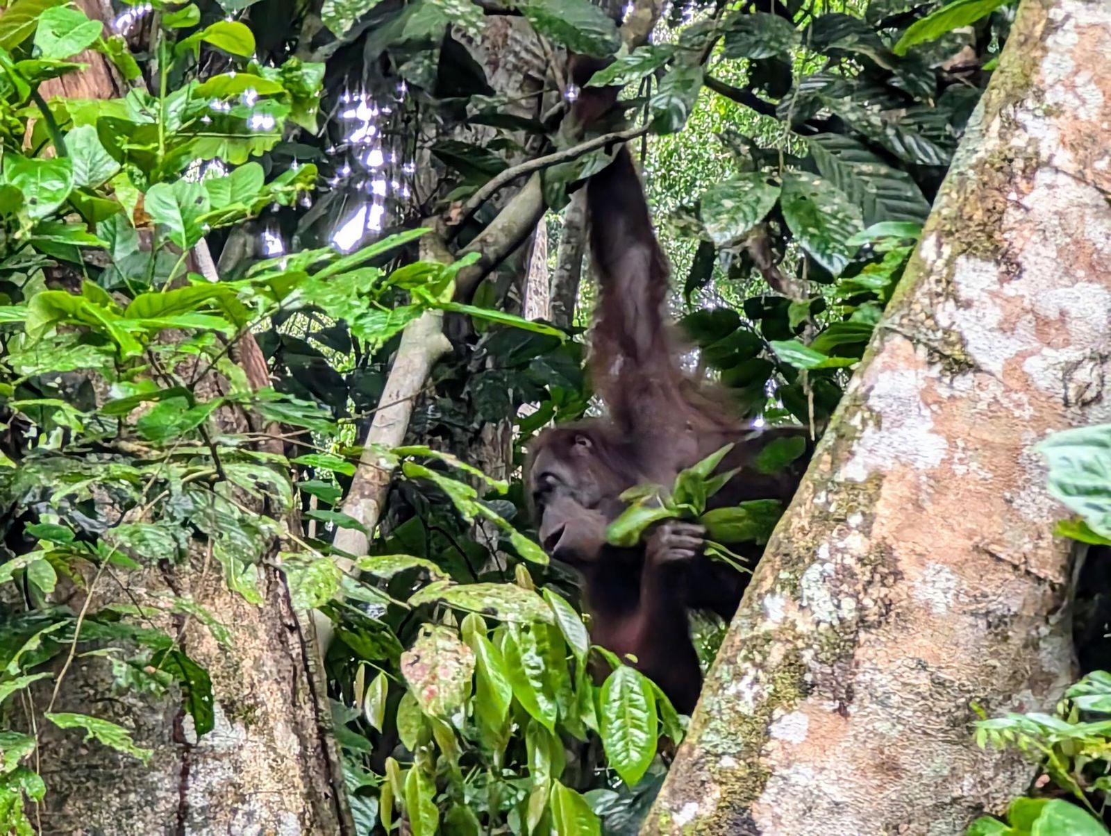 What I Wish I Knew Before Visiting Borneo