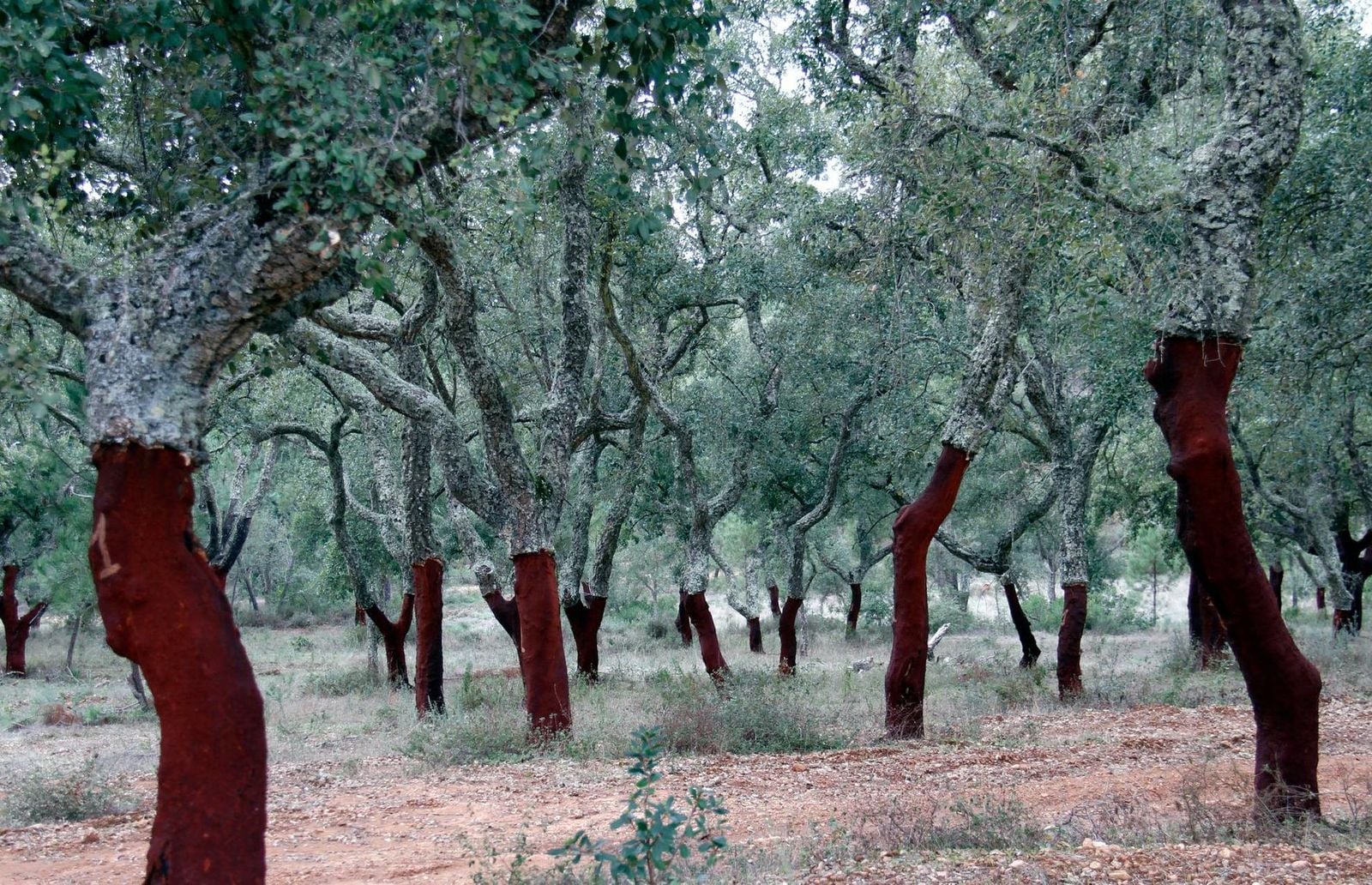 Rota Vicentina Guide: Hiking the Southwest of Portgual