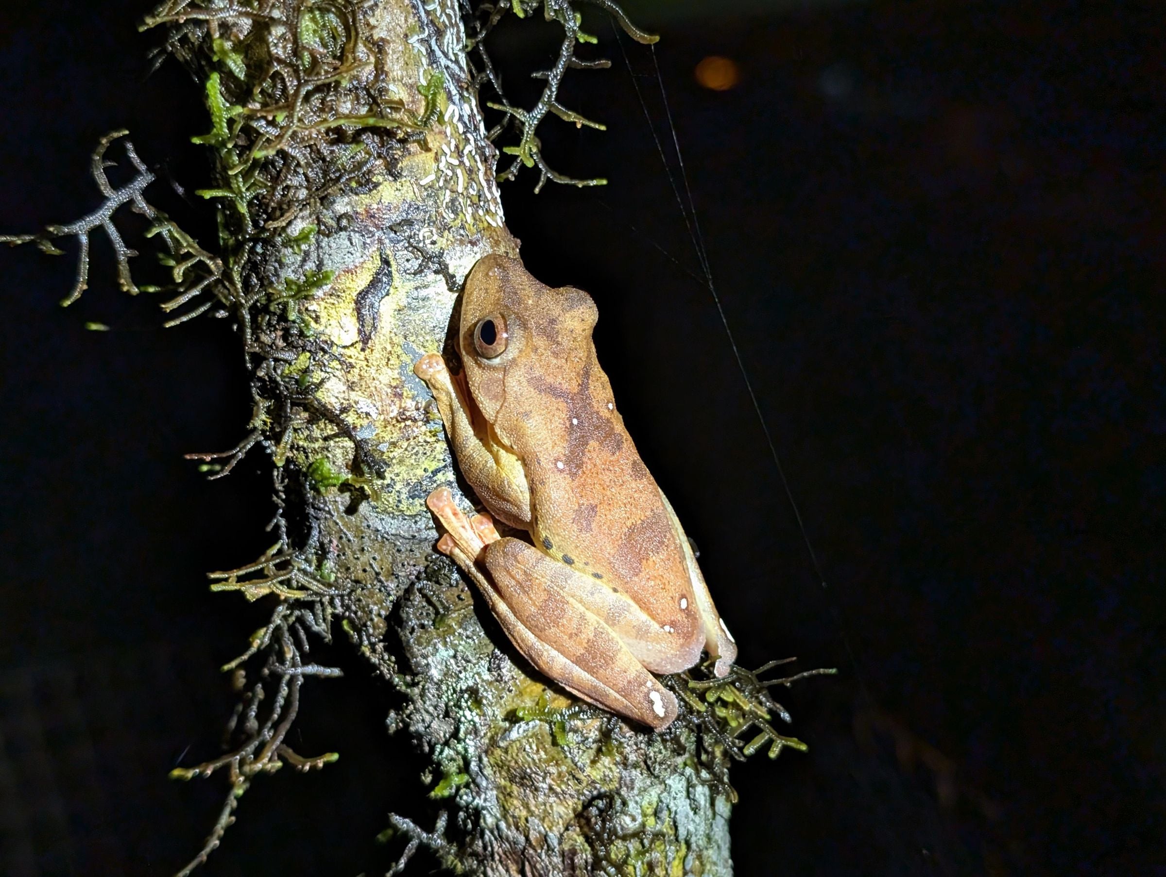 What I Wish I Knew Before Visiting Borneo