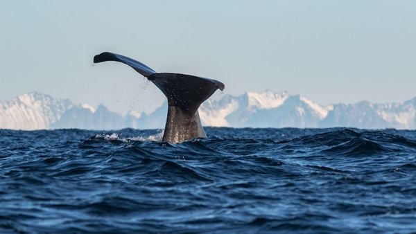 Wildlife in Norway: Your Guide to Wildlife Watching in Norway