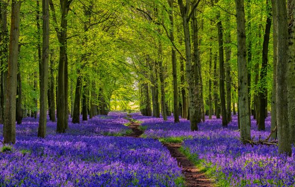 Best Hikes in London: 10 Great Walks Near England's Capital